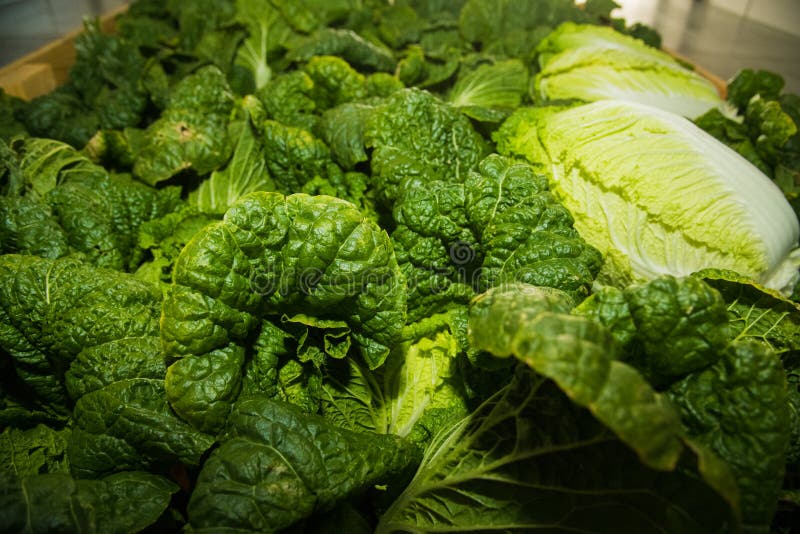 Col verde como fondo foto de archivo. Imagen de planta - 166180318