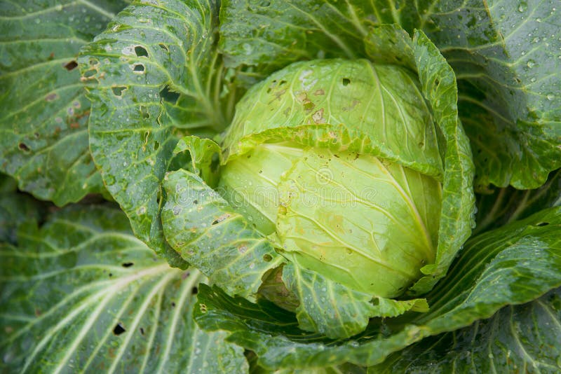 Col Verde Con El Agujero De Gusano Imagen de archivo - Imagen de ...