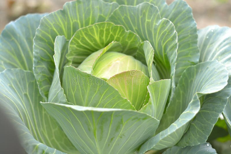 Col verde, fresca imagen de archivo. Imagen de campo - 82525155
