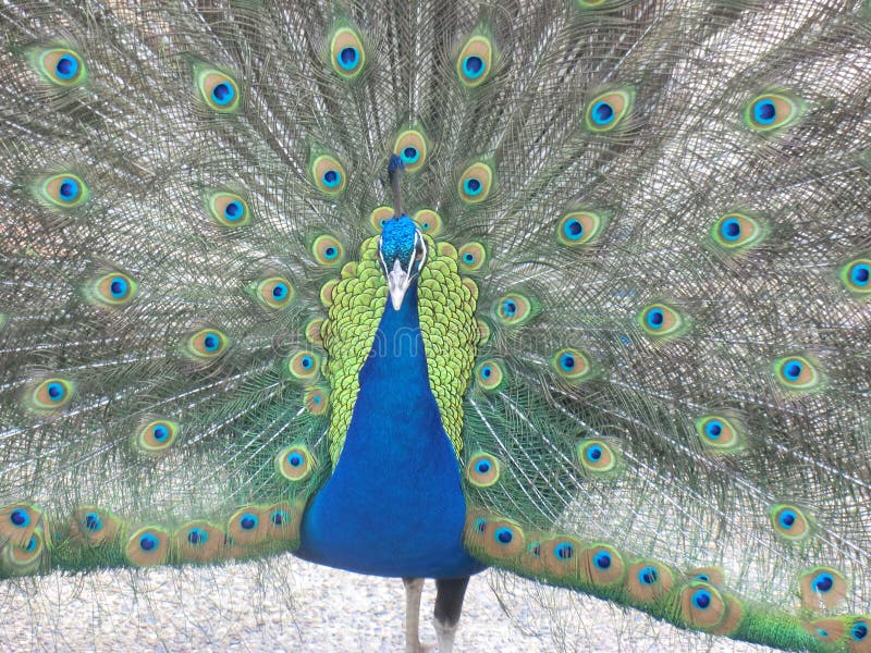 Pavo Real Con La Cola Y La Pava Real Abiertas Imagen de archivo ...