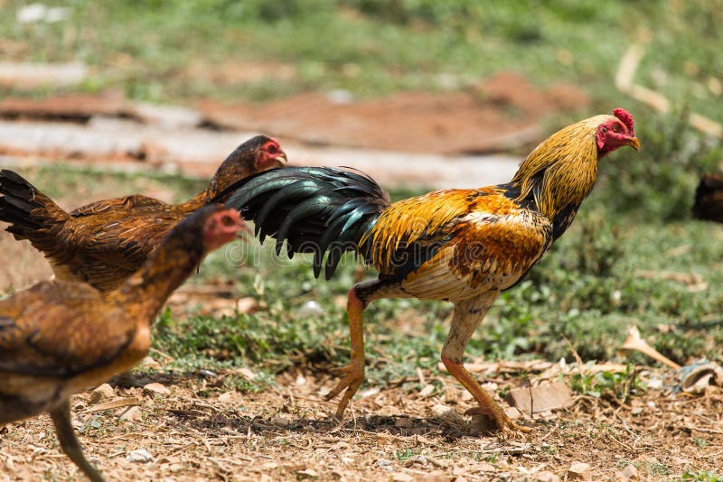 Cola Amarilla Y Negra Del Gallo De Pelea Foto de archivo - Imagen de ...