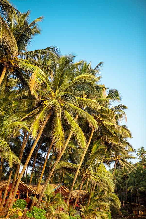 Cola Beach Goa. South Goa India, Sunny Tropical Beach Stock Photo ...