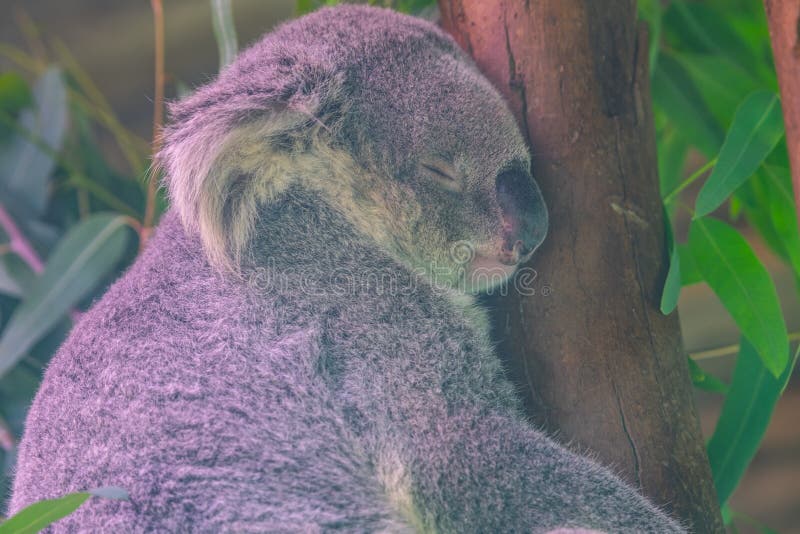 Cola bear in Thai stock image. Image of beautiful, head - 144836009