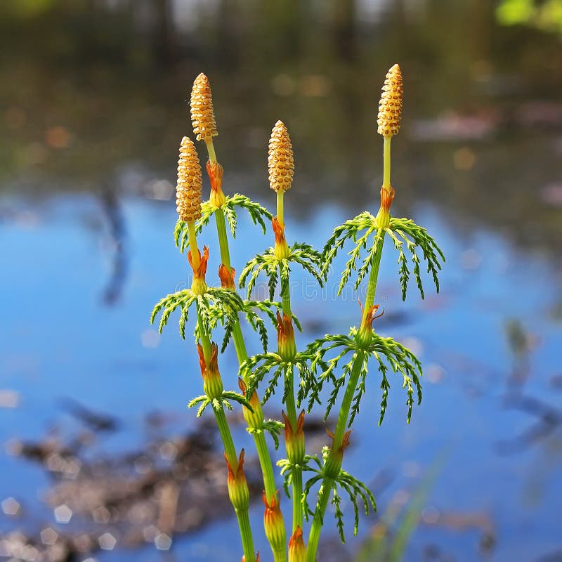 Equisetum Sylvaticum Las Primeras Flores Primaverales De Cola De ...