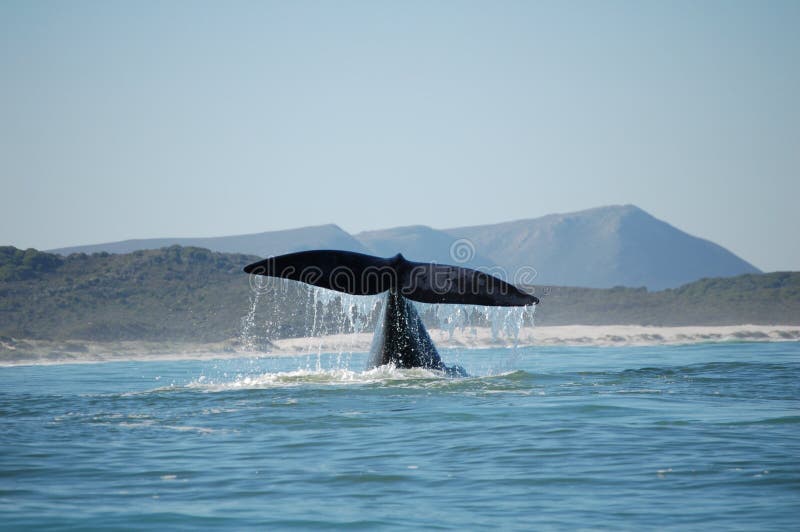 Cola de la ballena foto de archivo. Imagen de cola, fauna - 12751956