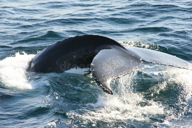 Cola de ballena foto de archivo. Imagen de animal, australia - 13996116