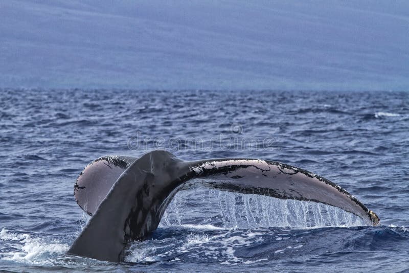 Cola de la ballena foto de archivo. Imagen de marina - 93005474