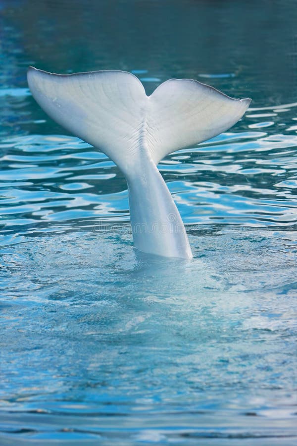 Cola de la ballena blanca imagen de archivo. Imagen de océano - 11247017