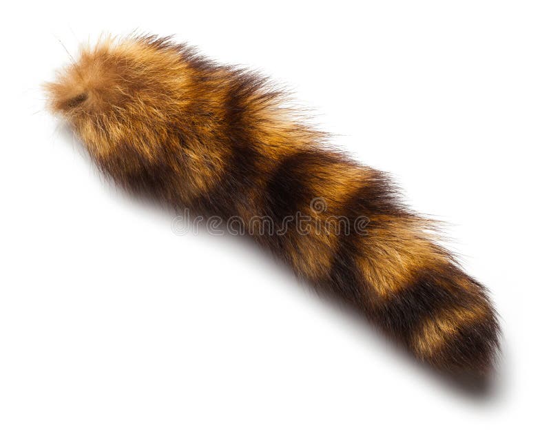 Cola de mapache foto de archivo. Imagen de mapache, piel - 343227616