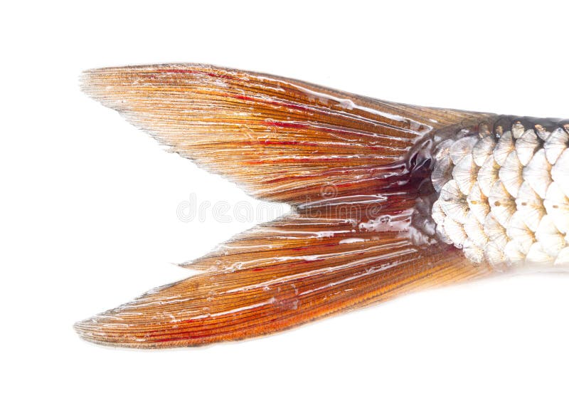 Cola De Pez Aislada Sobre Fondo Blanco Foto de archivo - Imagen de ...