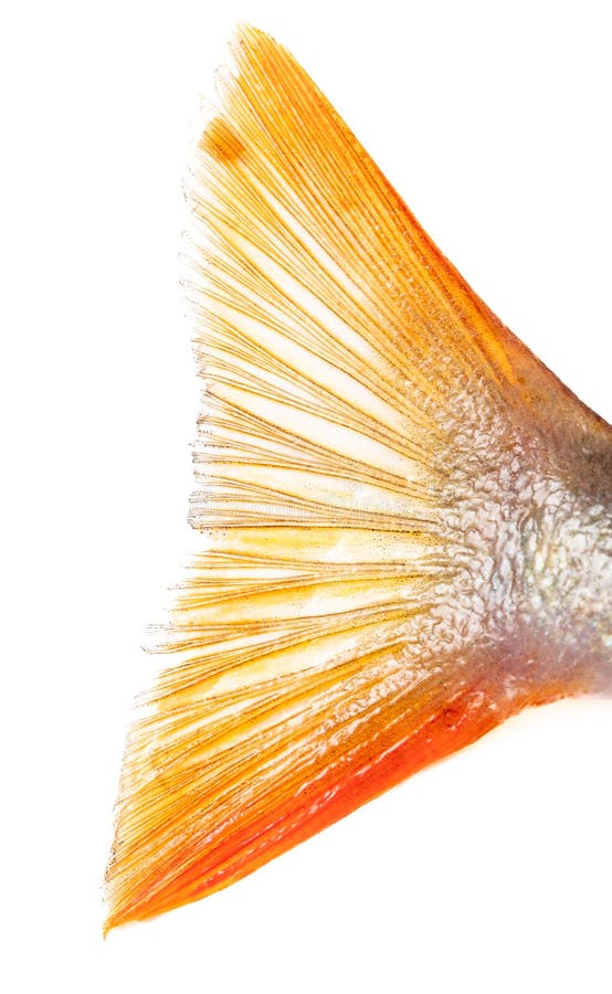 Cola De Pez De Perca Aislada Sobre Fondo Blanco Foto de archivo ...