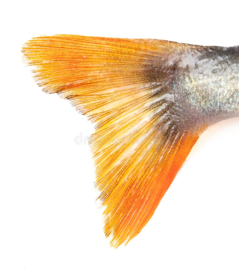 Cola De Pez De Perca Aislada Sobre Fondo Blanco Imagen de archivo ...