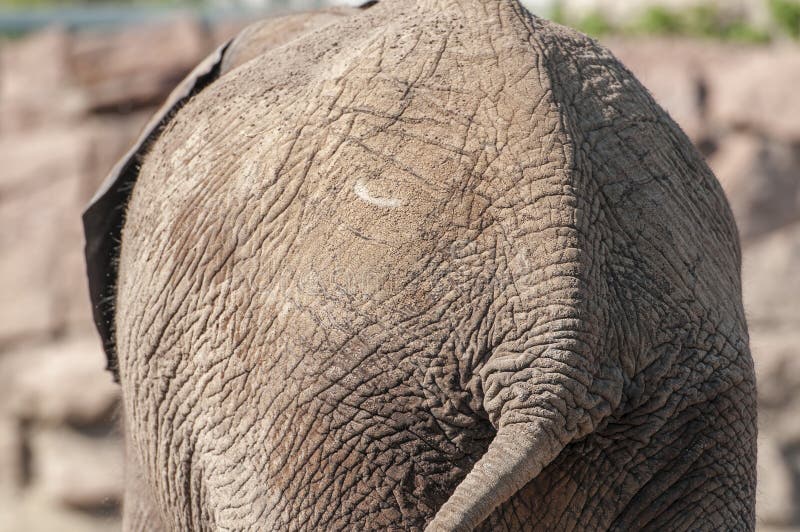 Cola del elefante foto de archivo. Imagen de carrocería - 4139562