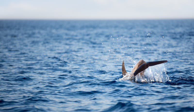 Una cola del delfín foto de archivo. Imagen de cola - 100603870