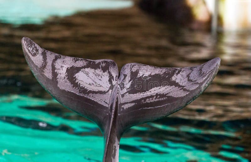 Cola del delfín en agua imagen de archivo. Imagen de sumergir - 2936403