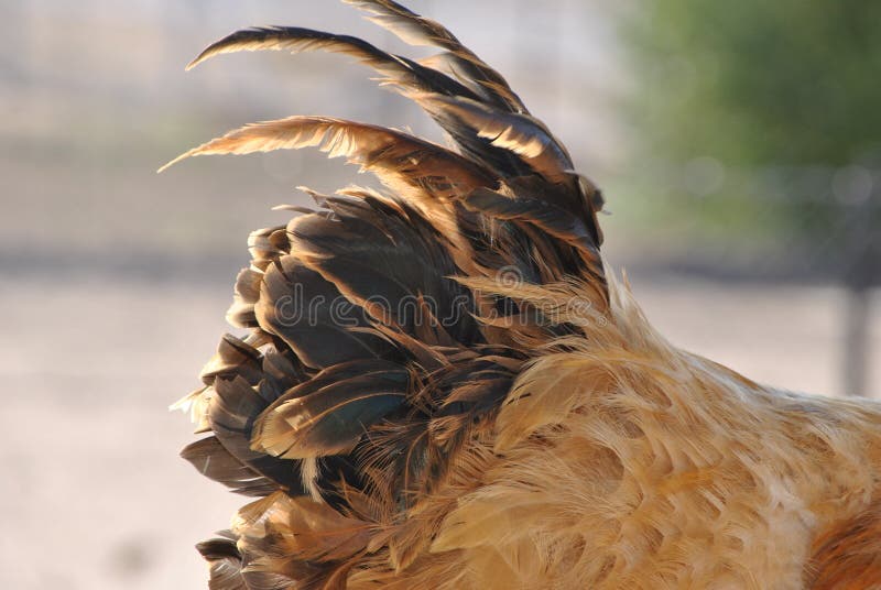 Cola del gallo imagen de archivo. Imagen de cruz, ventoso - 76197417