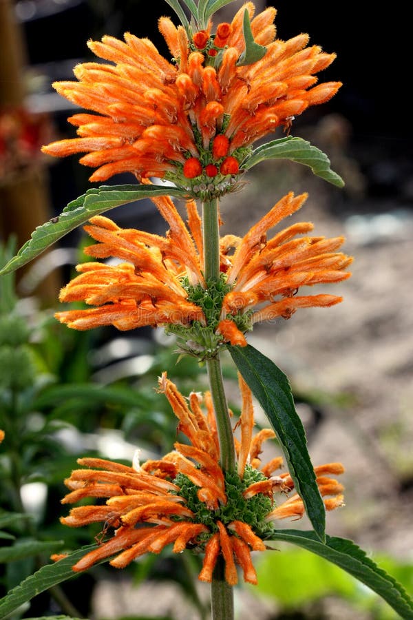 Leonotis Leonurus También Conocido Como Cola De León Y Daga Salvaje En ...