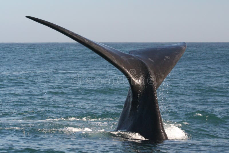 Cola de la ballena derecha foto de archivo. Imagen de azul - 3452484