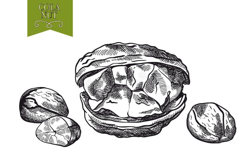 Cola Nut Stock Illustrations – 446 Cola Nut Stock Illustrations ...