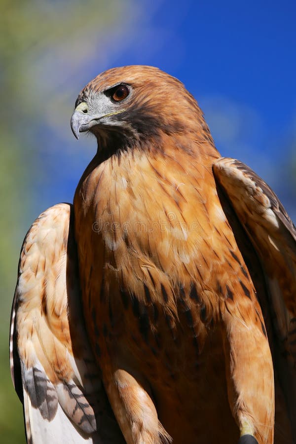 Halcón Rojo De La Cola Con La Presa Foto de archivo - Imagen de garras ...