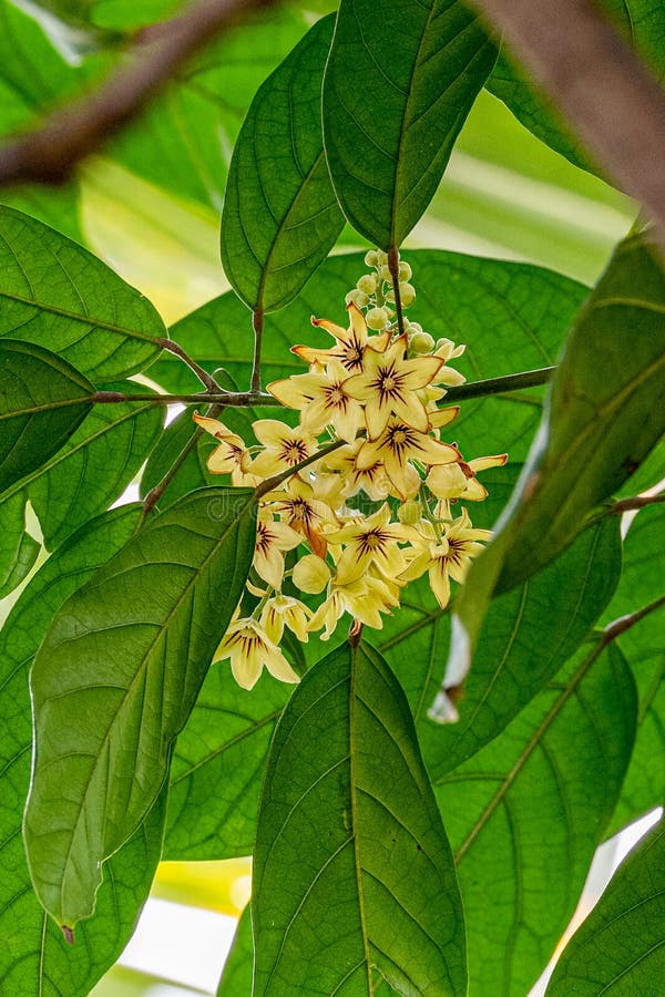 Cola Tree, Cola Acuminata. All Colas Come from Sub-Saharan Africa Stock ...