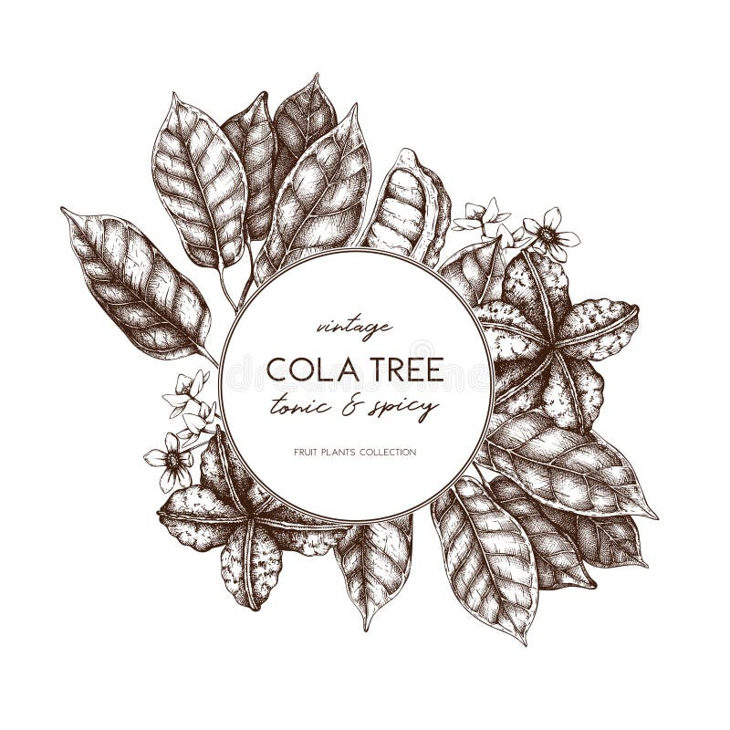 Vector Cola Tree Vintage Sketch. Vintage Design with Hand Drawn with ...