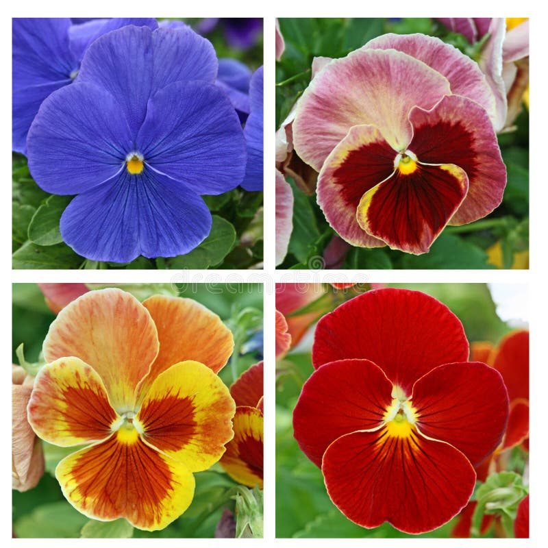 Colagem Com As 4 Flores Do Amor Perfeito (1) Foto de Stock - Imagem de ...