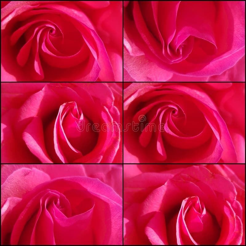 Colagem De Rosas Cor-de-rosa Imagem de Stock - Imagem de colagem, rosas ...