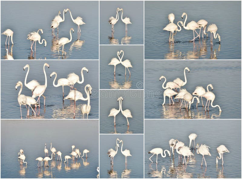 Colagem do flamingo ilustração stock. Ilustração de azul - 34009517