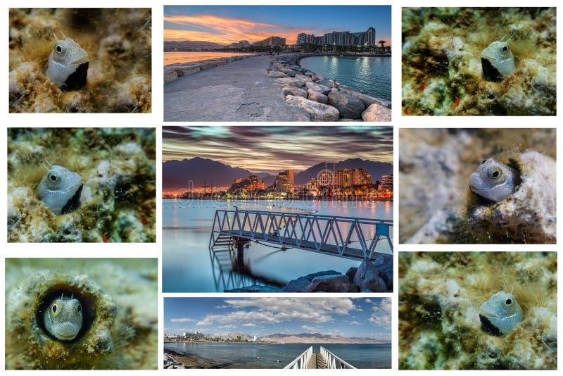 Colagem do Mar Vermelho imagem de stock. Imagem de pedra - 32009011