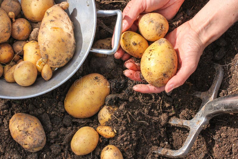 A Double Handful of Just Picked Potatoes Stock Image - Image of food ...
