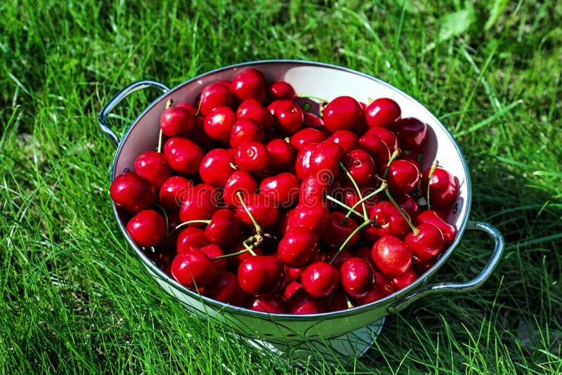 Colander with Fresh Ripe Cherry on Green Grass Stock Photo - Image of ...