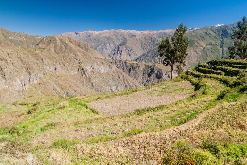 Colca canyon stock photo. Image of adventure, plants - 132310920