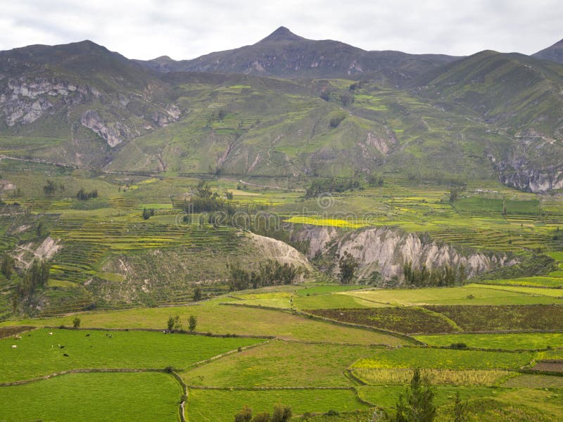 Colca-Schlucht, Peru, Südamerika. Inkas, Zum Der Landwirtschaft Von ...