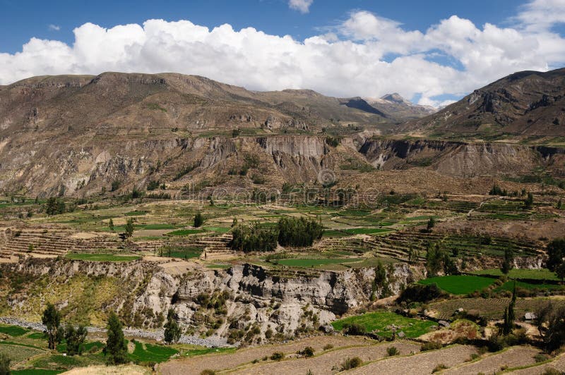 Colca-Schlucht, Peru, Südamerika. Inkas, Zum Der Landwirtschaft Von ...