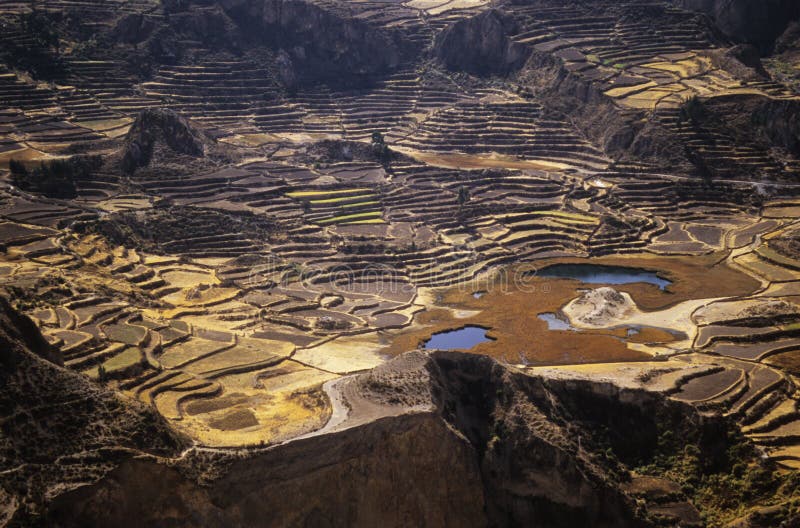 Colca Valey - Inca Terrace - Condors Home #2 Stock Photo - Image of ...