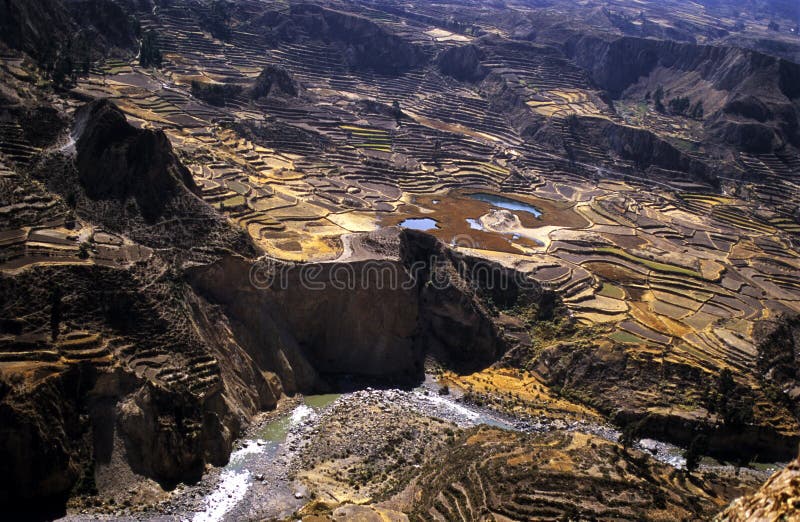 Colca Valey - Inca Terrace - Condors Home #2 Stock Photo - Image of ...