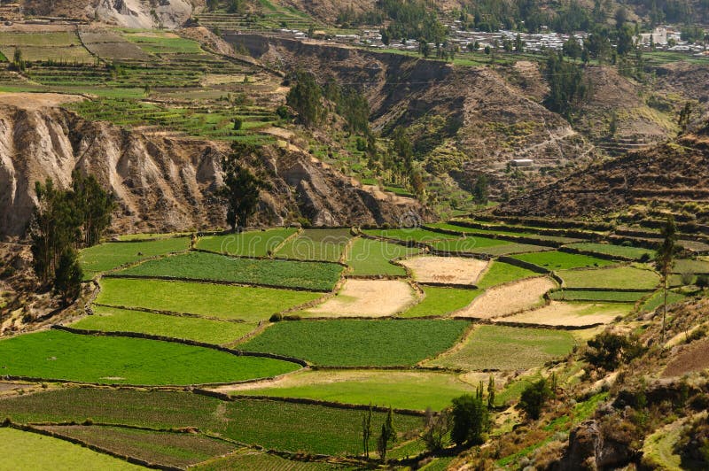 Rice terraces Madagascar stock image. Image of africa - 8038531
