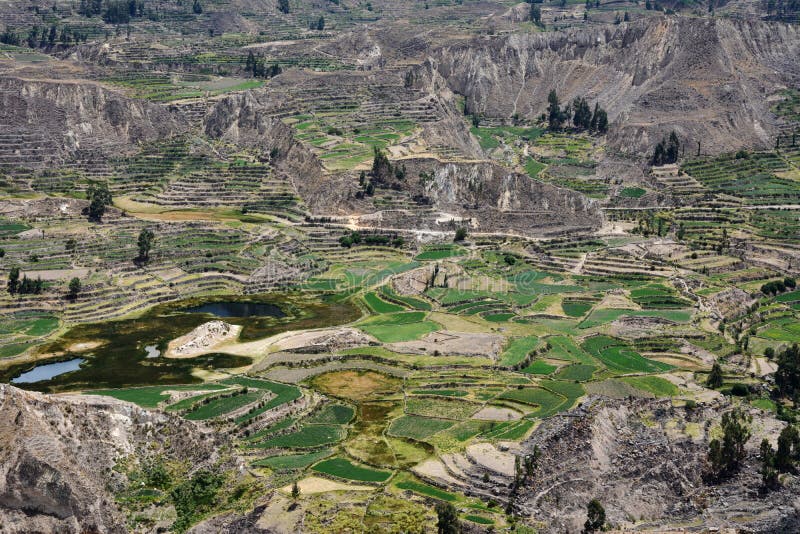 Colca valley in Peru. stock photo. Image of color, panoramic - 63998476