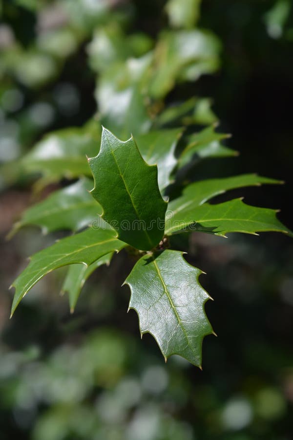 Colchic holly stock photo. Image of green, botany, garden - 234879200