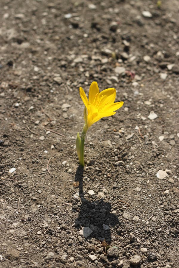 Colchicum stock image. Image of blossom, flower, floret - 22468377