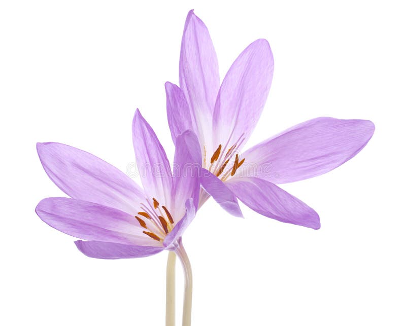 Colchicum stock photo. Image of bouquet, blossom, blue - 27986580