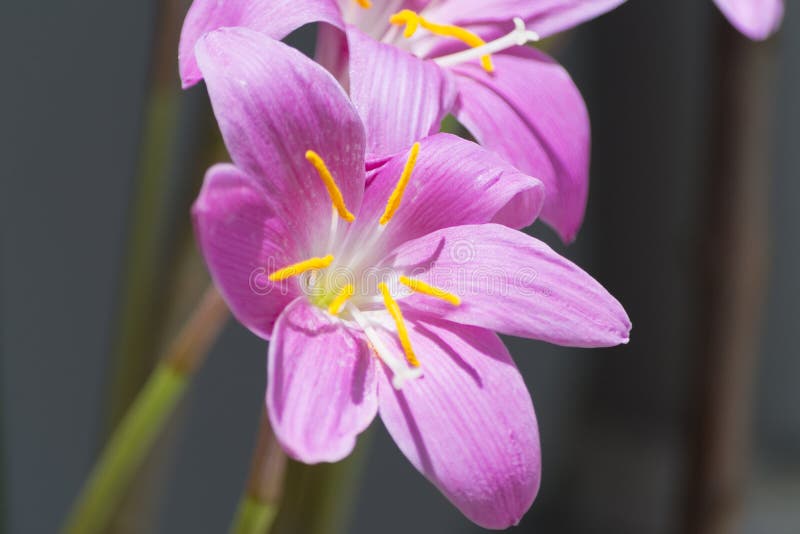 Colchicum Autumnale Purple Macro Portrait Stock Photo - Image of crocus ...