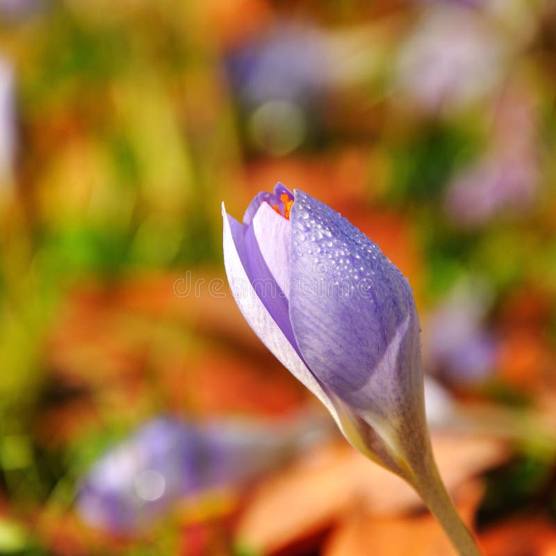 Colchicum autumnale stock photo. Image of meadow, closeup - 17179608