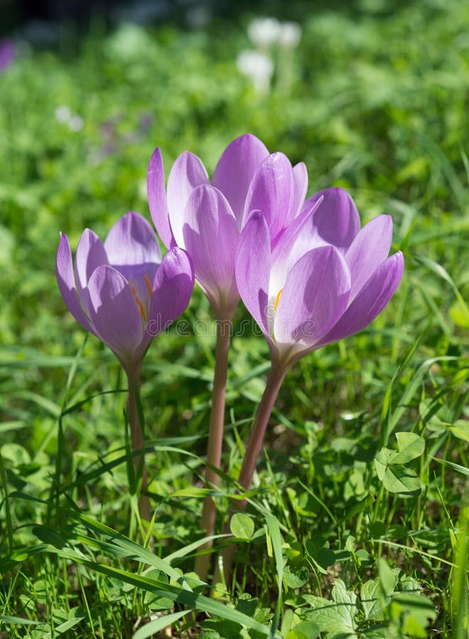 Colchicum Autumnale Meadow Saffron Stock Image - Image of crocus ...