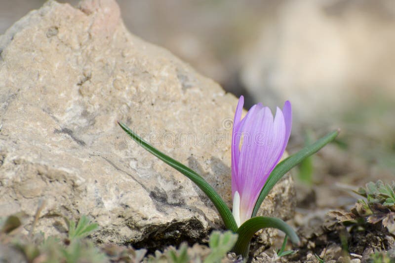 Colchicum Bulbocodium Blooms in the Steppe Stock Photo - Image of ...