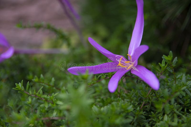 Colchicum Bulbocodium, the Spring Meadow Saffron Stock Photo - Image of ...