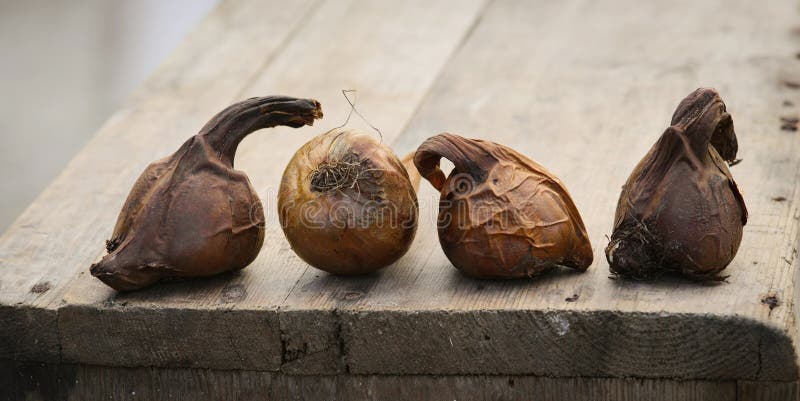 Colchicum Bulbs on Wooden Background Stock Photo - Image of autumn ...