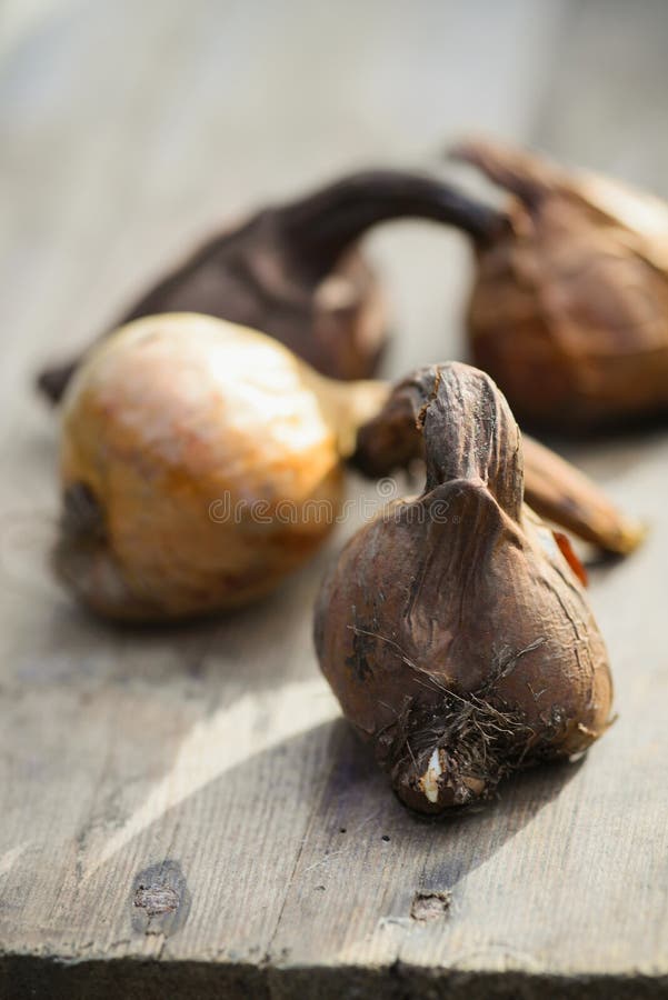Colchicum Bulbs on Wooden Background Stock Photo - Image of garden ...