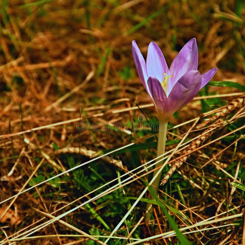 Colchicum stock photo. Image of meadow, autumn, colchicum - 45514846